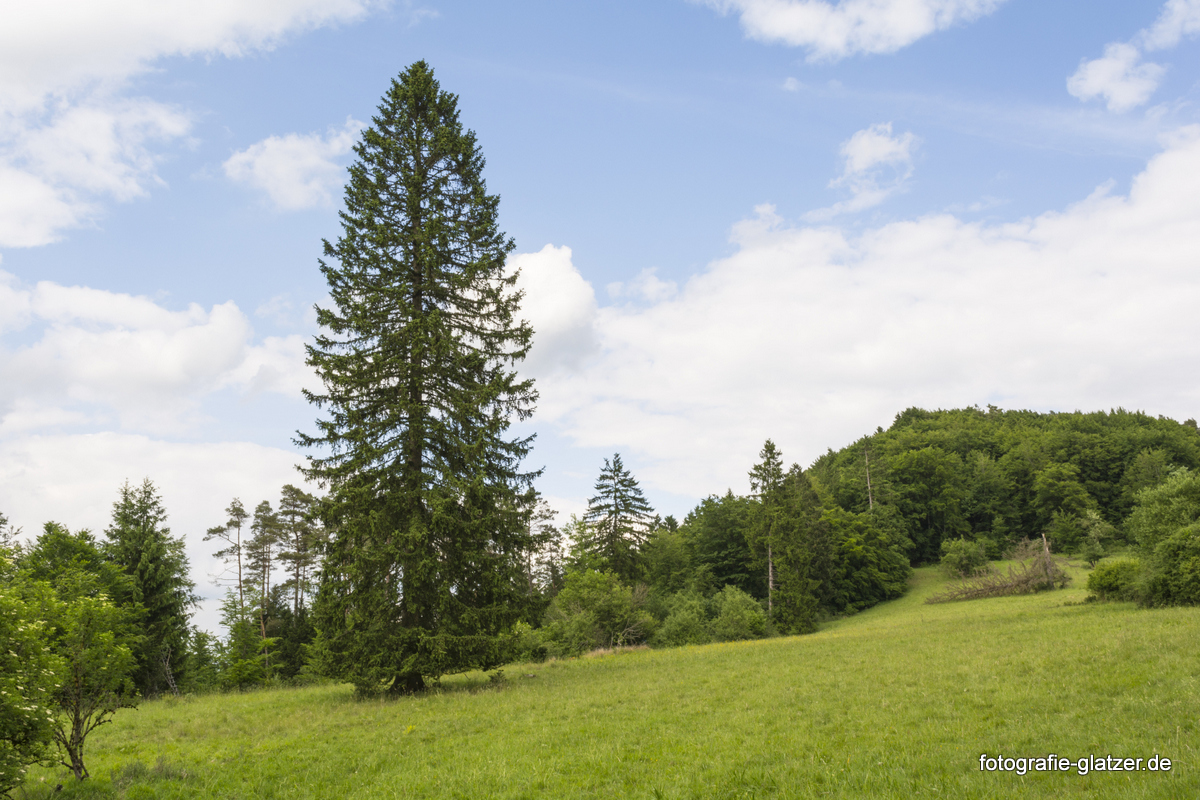 Die große Fichte bei Gerolstein - Naturschutzgebiet Munterley ...